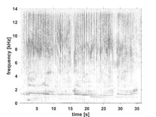 Dwarf Sperm Whale - Kogia sima - Centre for Marine Science and ...