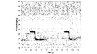 Antarctic Blue Whale - Balaenoptera musculus intermedia - Centre for ...