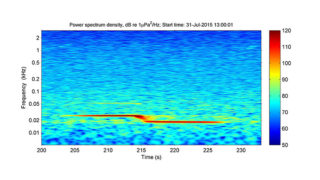 Antarctic Blue Whale - Balaenoptera musculus intermedia - Centre for ...