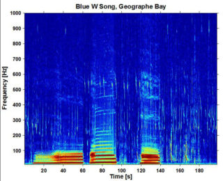 Pygmy blue whale – Balaenoptera musculus brevicauda - Centre for Marine ...