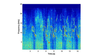 Bottlenose dolphin - Tursiops truncatus - Centre for Marine Science and ...