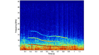 Killer whale - Orcinus orca - Centre for Marine Science and Technology ...