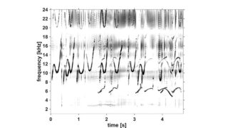 Pygmy killer whale - Feresa attenuata - Centre for Marine Science and ...