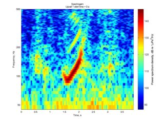 Southern Right Whale - Eubalaena australis - Centre for Marine Science ...